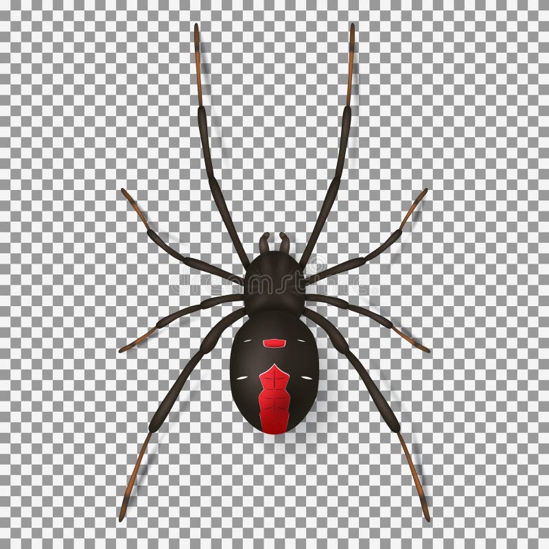 Cartoon Spider Transparent Stock Illustrations – 1,028 Cartoon Spider ...