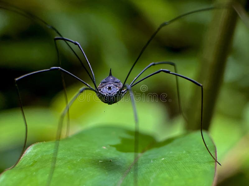 Black Spider Long Legs of Tropical Forests Stock Image - Image of ...