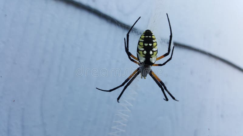 Web building spider stock image. Image of lowering, building - 129599847