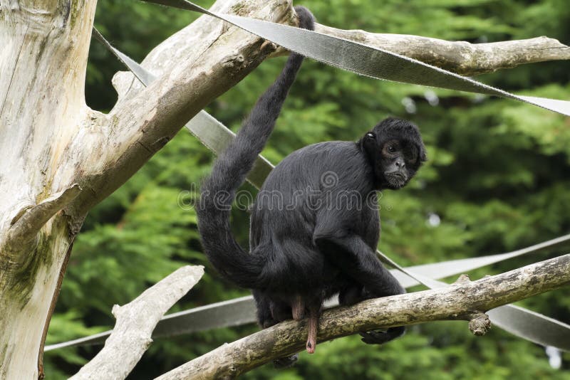 Black Spider Monkey ( Ateles Paniscus) Stock Image - Image of black ...