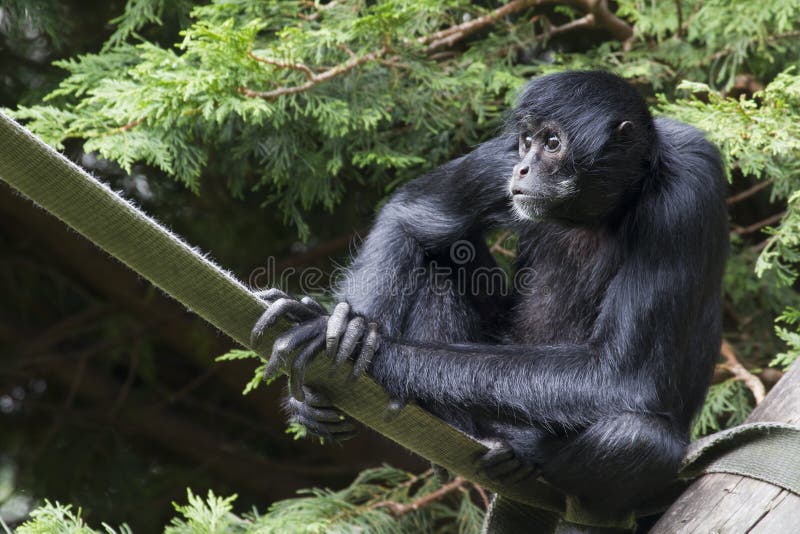 Black Spider Monkey ( Ateles Paniscus) Stock Image - Image of america ...