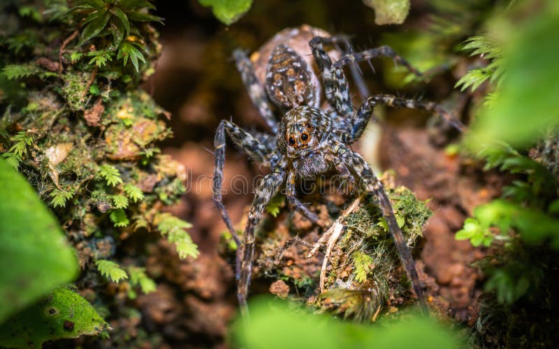 Black Spider on Natural Tree Stock Photo - Image of crawling, spiders ...