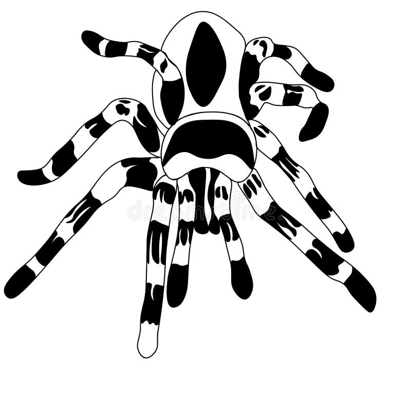 Vector Illustrated Tarantula Stock Illustrations – 16 Vector ...