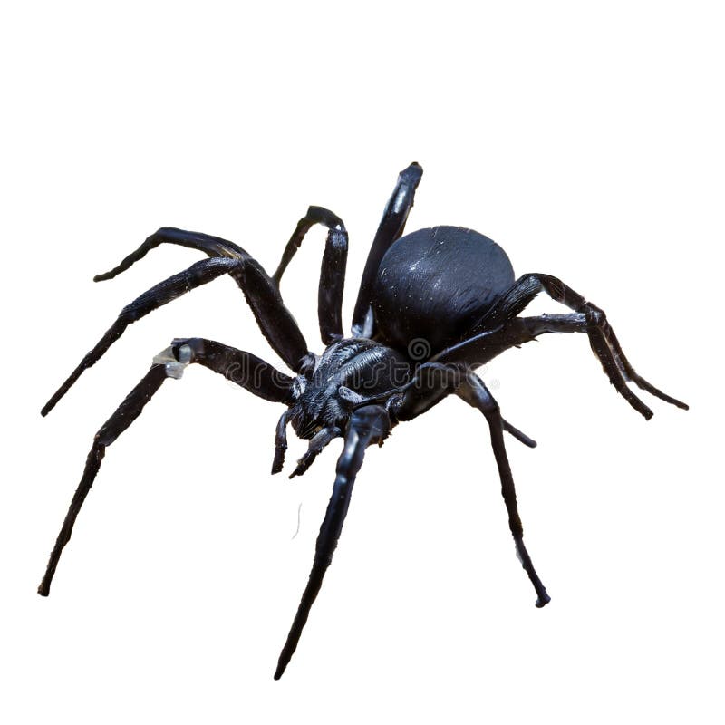 Black Spider on Transparent Background Stock Photo - Image of legs ...