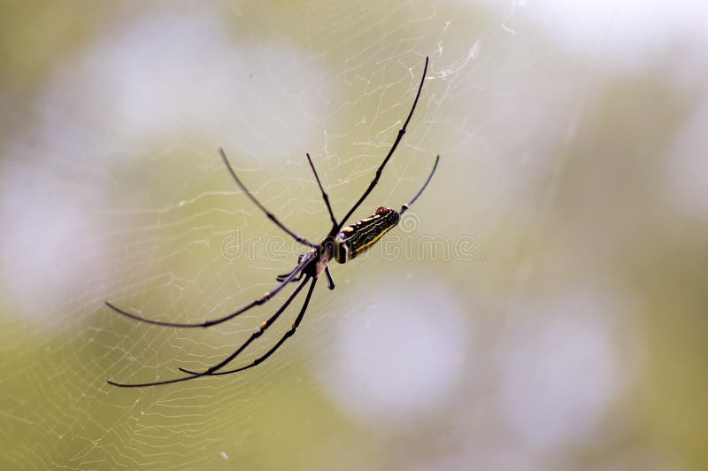 Black Spider White Line Back Stock Photos - Free & Royalty-Free Stock ...