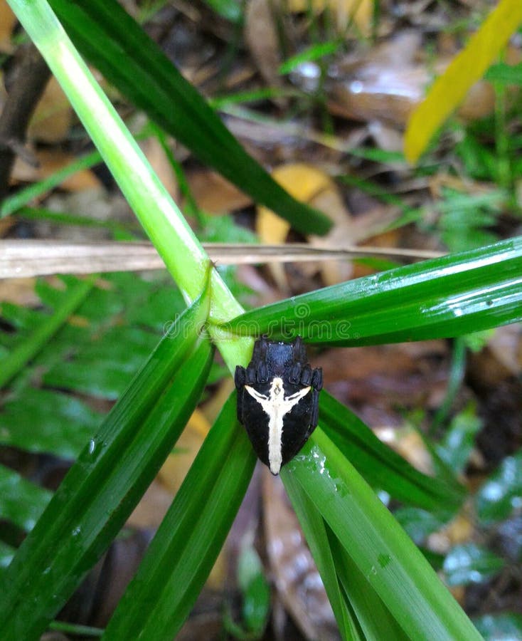 Black Spiders with Unique Patterns on Their Backs Live in Rainforests ...