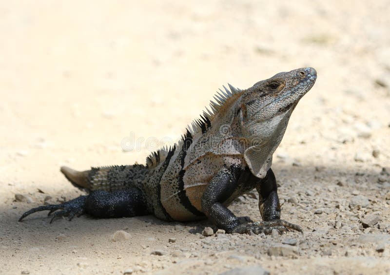 Dhub Lizard Kuwait stock image. Image of spiny, body, wildlife - 6080019