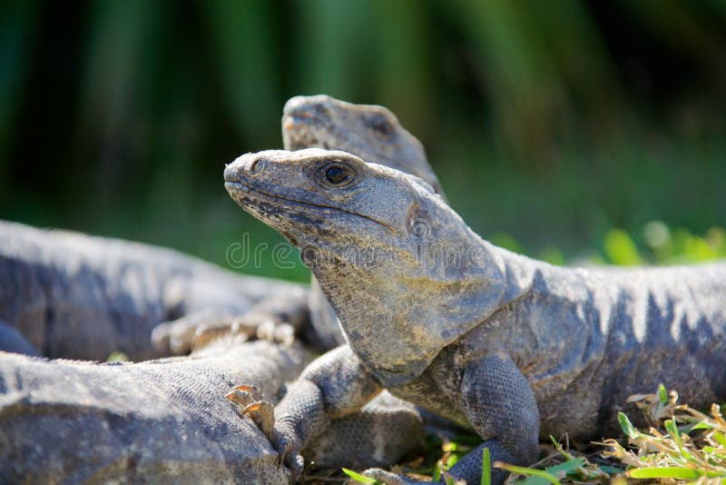 Black spiny tailed iguana stock photo. Image of ctenosaur - 83024104