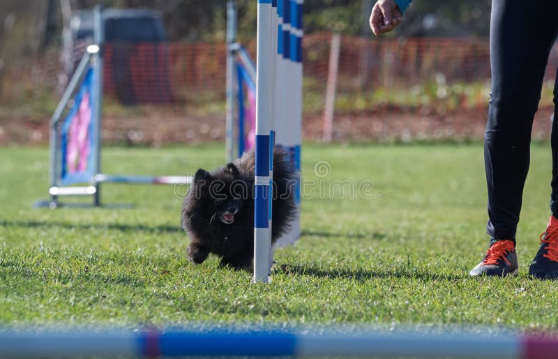 Black Spitz Competing in Agility. Agility Dog Sport Stock Photo - Image ...
