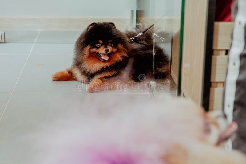 Black Spitz Grooming, Fun Dog Stock Image - Image of groomed, hairstyle ...