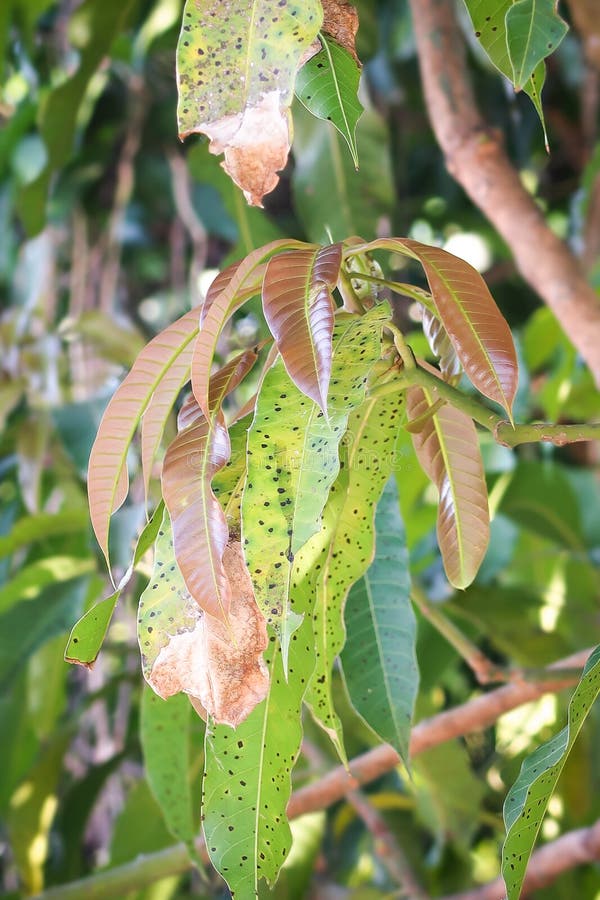 Plant Disease, Mango Leaves Disease Stock Photo - Image of pesticide ...