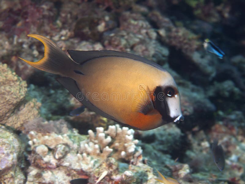 Black-spot surgeonfish stock photo. Image of blackspot - 36376364