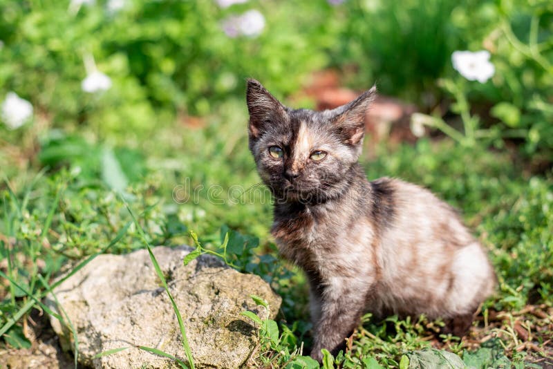 Black Spotted Kitten in the Green Grass. Cute Pets Stock Photo - Image ...