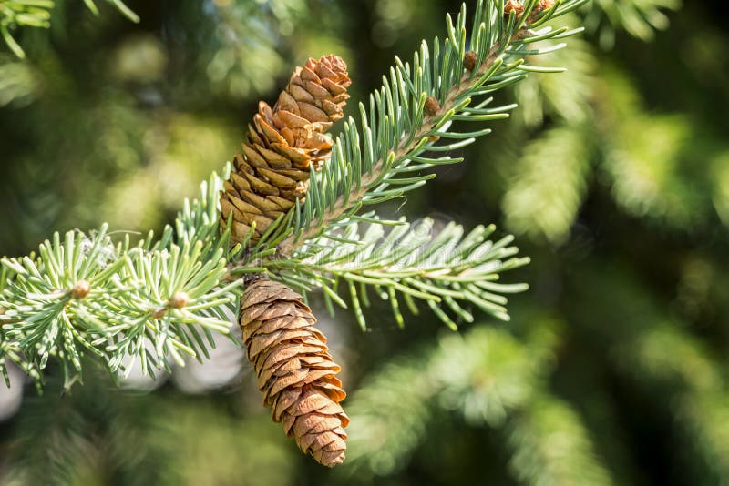 Black Spruce Cone stock image. Image of conifer, green - 101773597