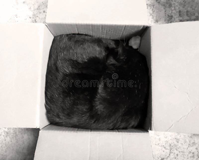 Black Square of the Cat Sleeping in a Box Stock Image - Image of ...