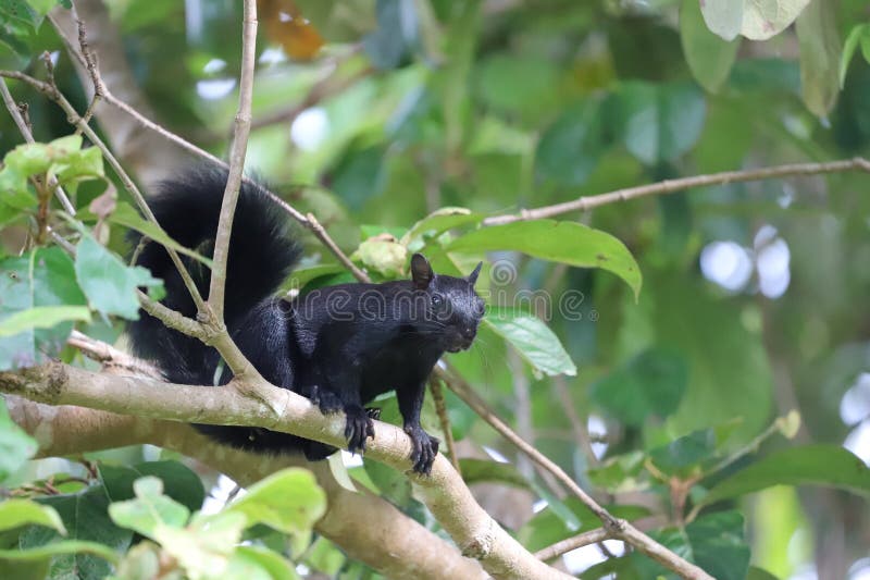 Black Squirl Exploring the Tree Stock Photo - Image of eekhoorn, tree ...