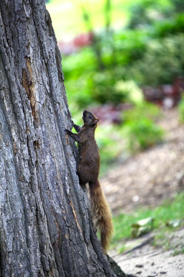 Squirrel in a tree stock image. Image of nest, hole, wildlife - 3616819