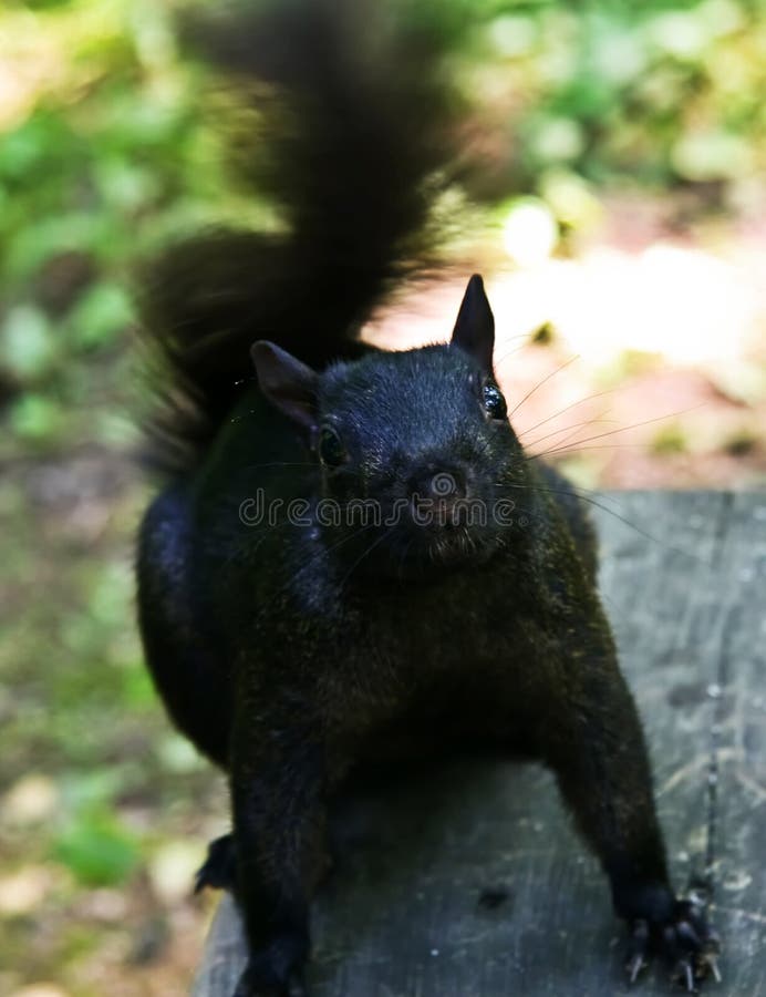 Black squirrel stock photo. Image of tree, sciuridae - 38009068