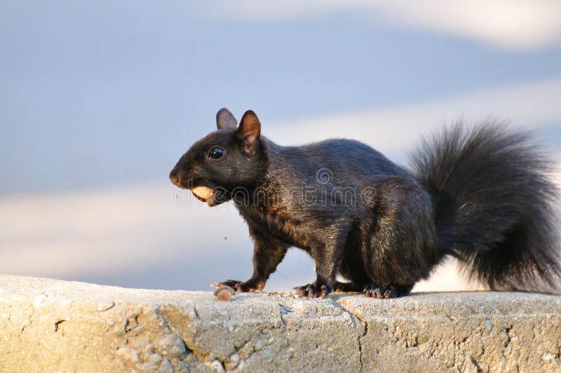 Black Squirrel with Acorn stock image. Image of acorn - 6829405
