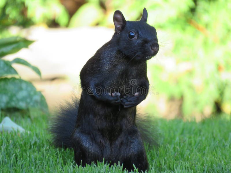 Black Squirrel stock image. Image of squirrel, nature - 240069263