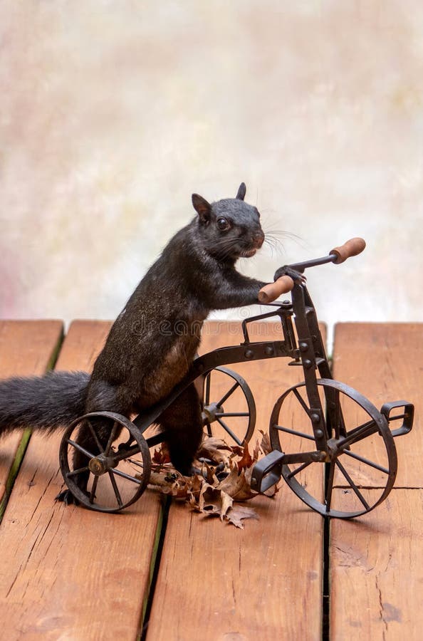 Black squirrel biker stock image. Image of climbing - 320354387