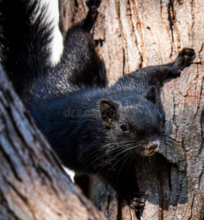 Black Squirrel is Climbing a Tree Stock Image - Image of rodent, black ...