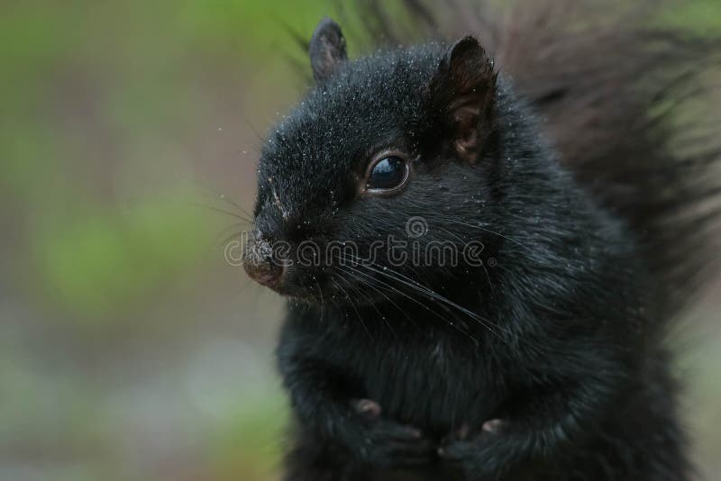 Black Squirrel - Sciurus Carolinensis Stock Photo - Image of outdoors ...