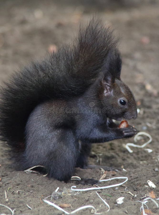 Black squirrel stock image. Image of eating, american - 61556601