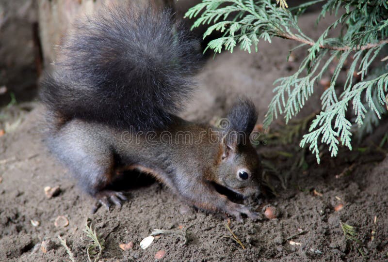 Black Squirrel stock photo. Image of squire, squirre - 61568374