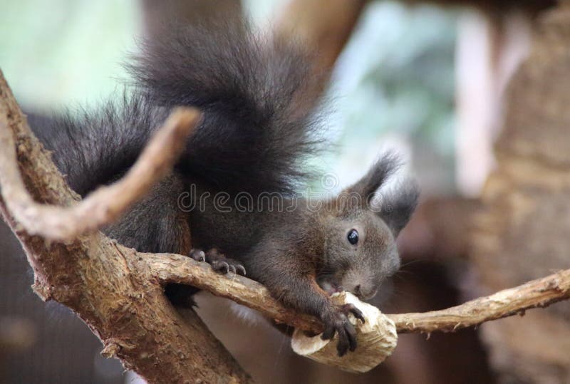 Black Squirrel stock photo. Image of sweet, ears, squirrel - 61571224