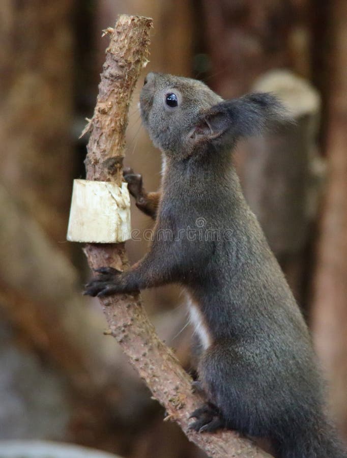 Black Squirrel stock image. Image of nuts, brown, wood - 61571259