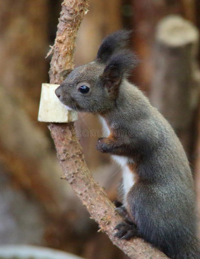 Black Squirrel stock photo. Image of cute, squirrel, eating - 61571356