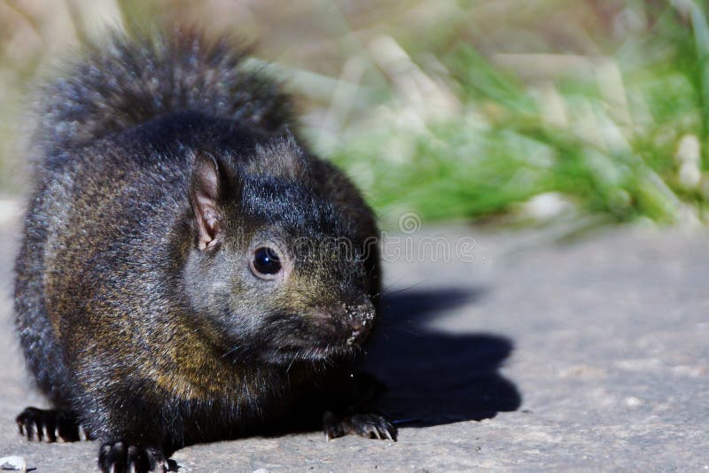 BLACK SQUIRREL stock image. Image of answer, bush, little - 48649287