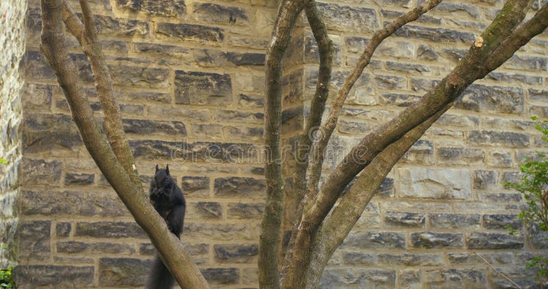 Black Squirrel Jumps on a Tree Near a Stone Wall. As Nature Unfolds ...