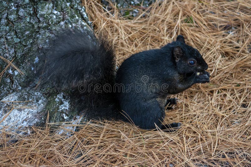 Black Squirrel , Mascouche, QC, Canada Stock Image - Image of mammal ...