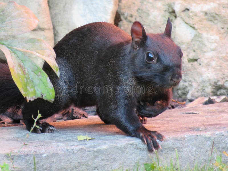 Black Squirrel stock image. Image of squirrel, wildlife - 164381349