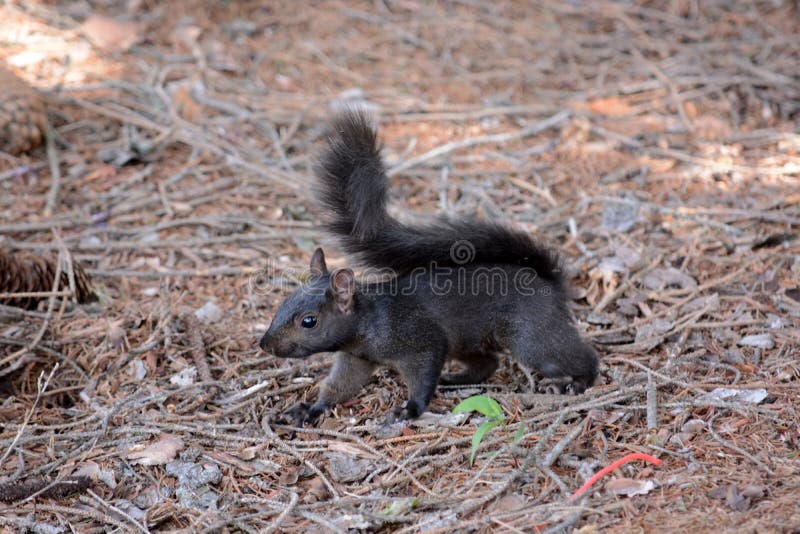 Black squirrel stock photo. Image of base, plays, pine - 93770660