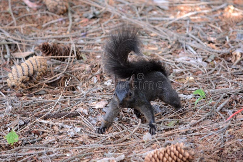 Black squirrel stock photo. Image of base, plays, pine - 93770660