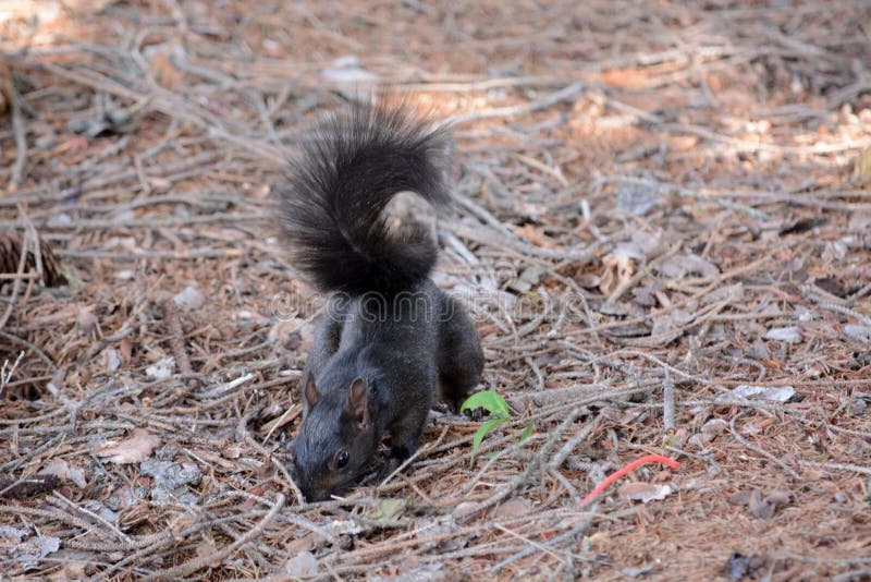 Black squirrel stock photo. Image of base, plays, pine - 93770660