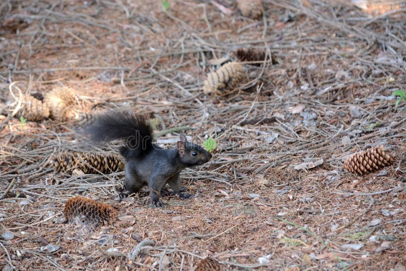 Black squirrel stock photo. Image of base, plays, pine - 93770660