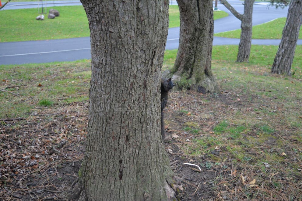 Black Squirrel Running Up a Tree in a Park Stock Image - Image of ...
