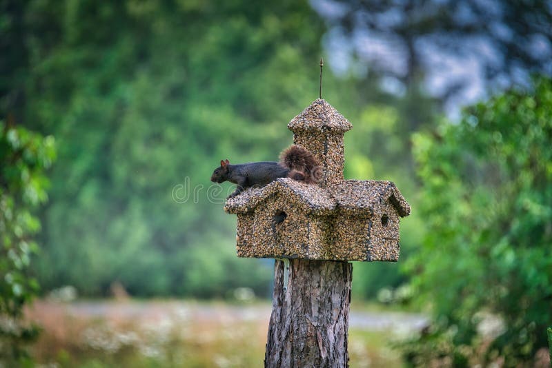 Black Squirrel Sits on a Stone Palace Bird House Stock Photo - Image of ...