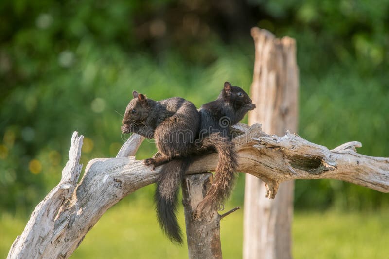 Black Squirrels Eating in Peace on a Spring Day Stock Photo - Image of ...