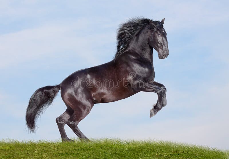 Black stallion stock image. Image of rising, freedom - 19175523