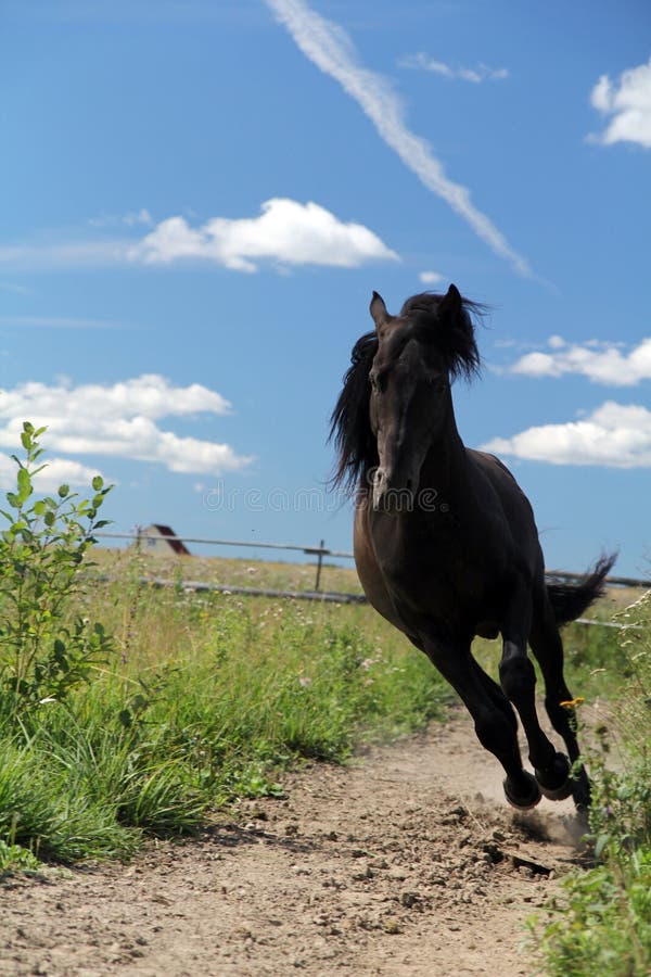 Red horse walk stock photo. Image of stallion, walk, nature - 25775006