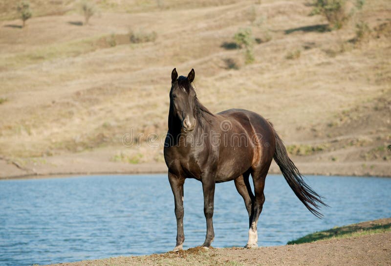 Black stallion isolated stock photo. Image of canter - 18766356