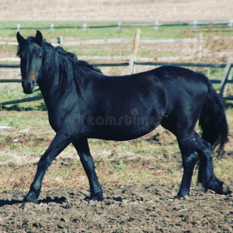 Black stallion stock photo. Image of mare, blackbeauty - 157703676