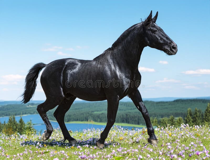 Black stallion in nature stock image. Image of horse - 362884197