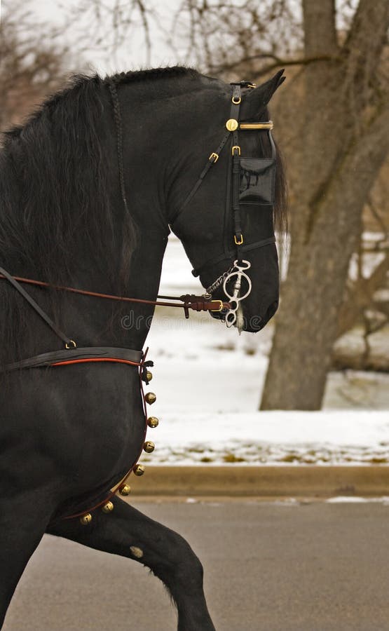 Black Stallion Portrait stock image. Image of fuzzy, ranch - 485709