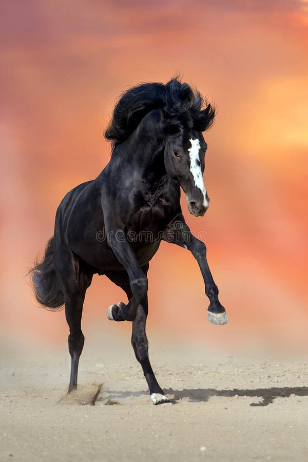Black stallion run in sand stock image. Image of motion - 73906025